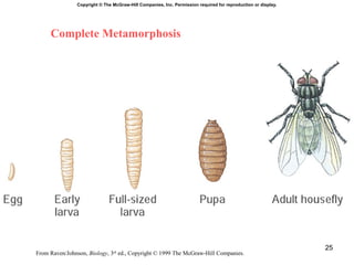 Insects | PPT