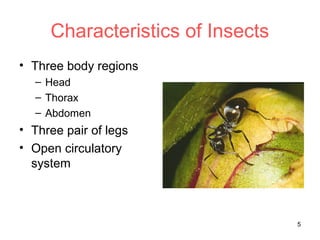 Characteristics Of Insecta