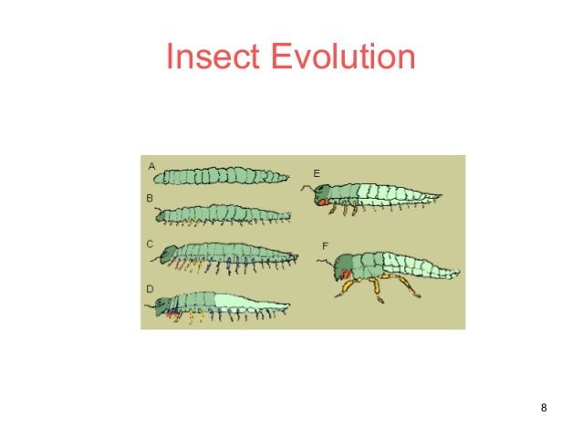 Insects