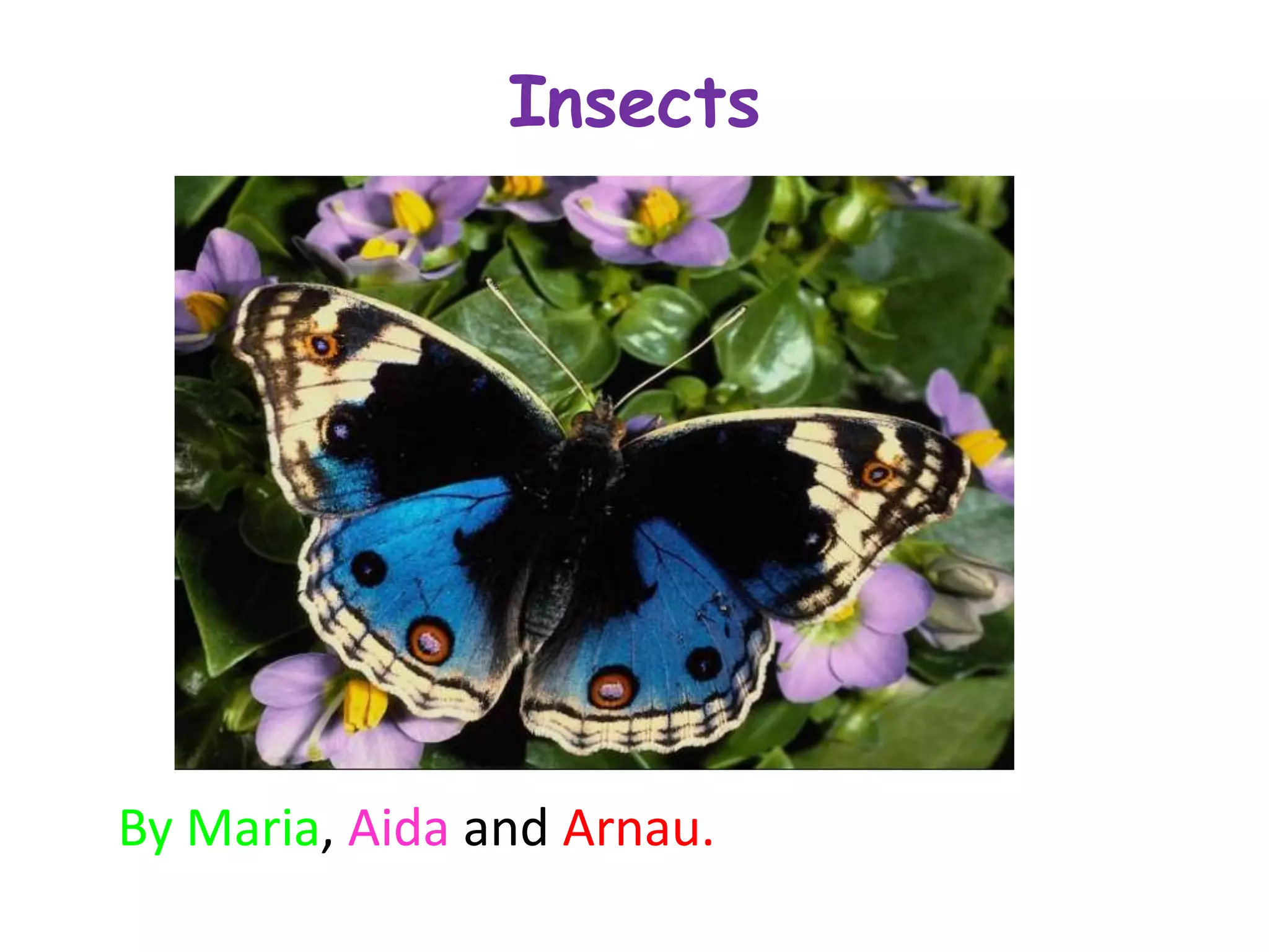Insects | PPT | Free Download
