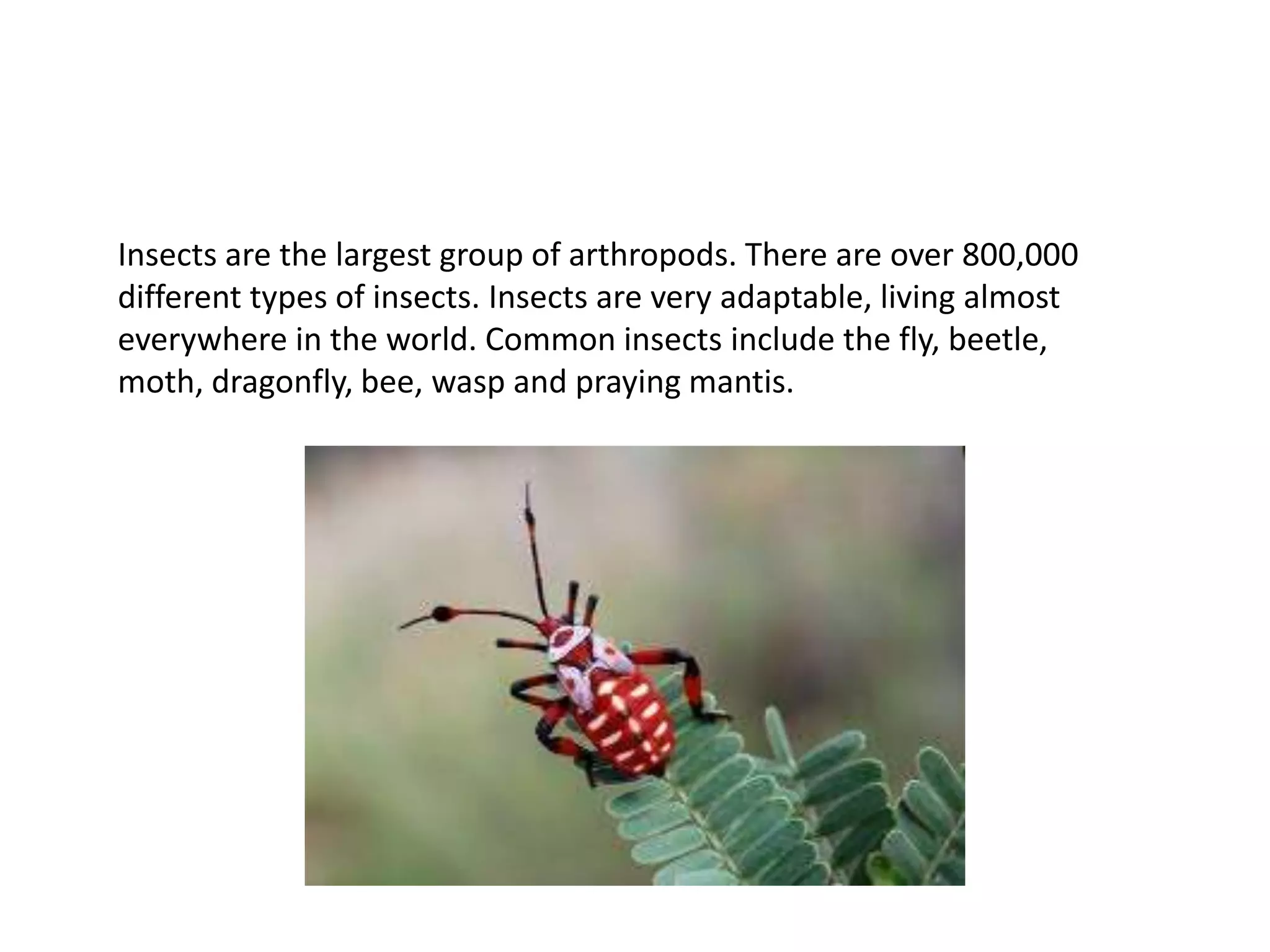 Insects | PPT | Free Download