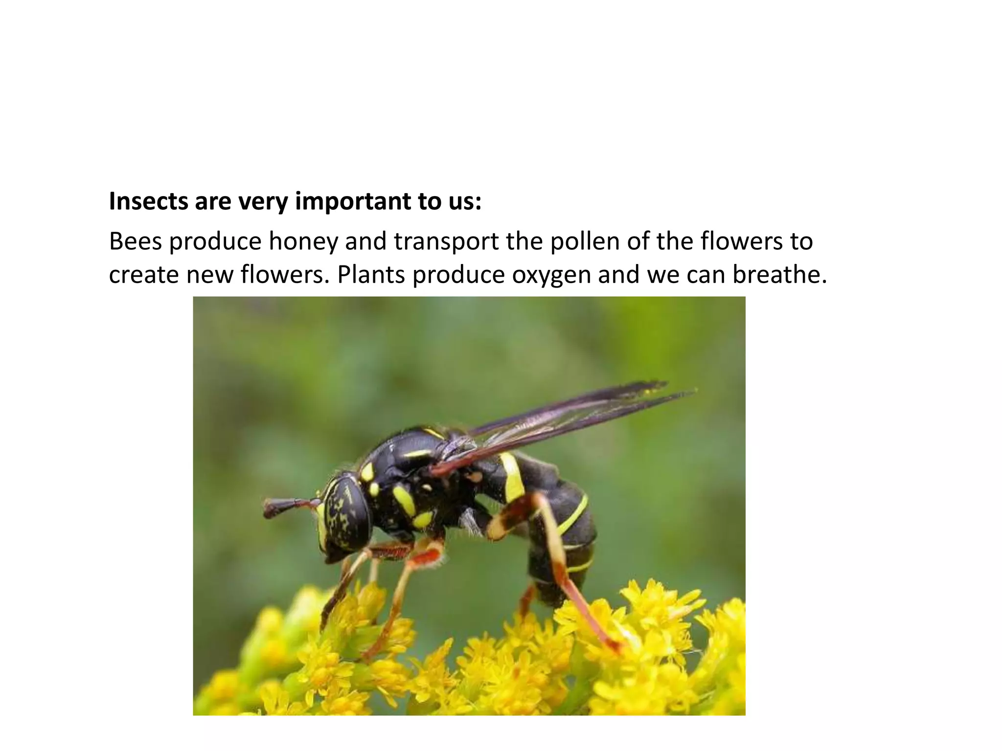 Insects | PPT