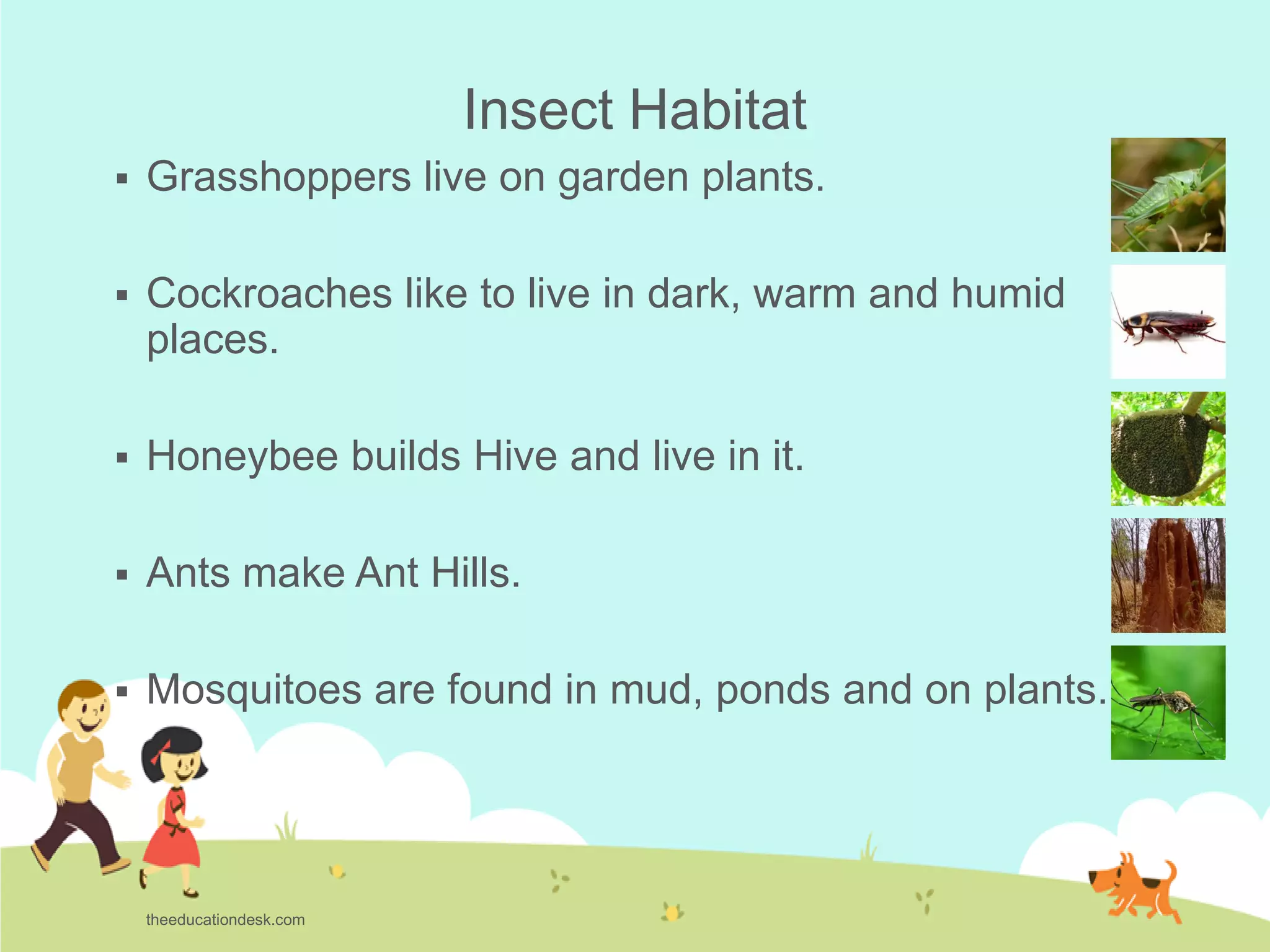 Environmental Science (EVS): Insects (Class II) | PDF