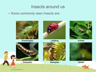 Environmental Science (EVS): Insects (Class II) | PDF