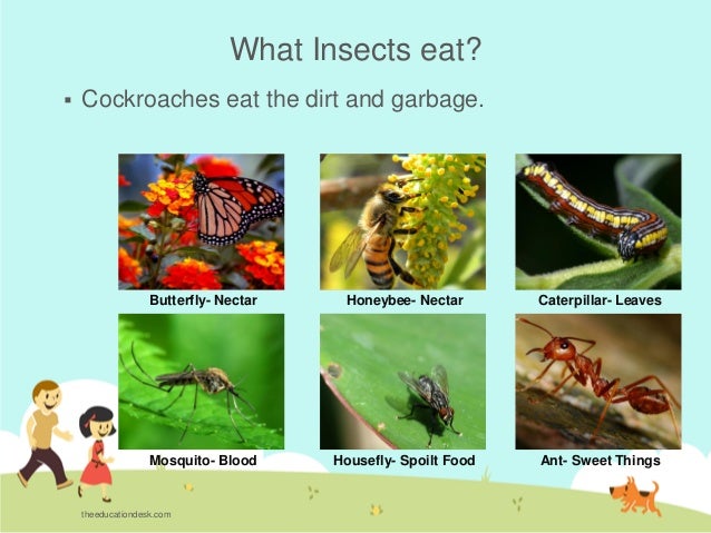Environmental Science (EVS): Insects (Class II)