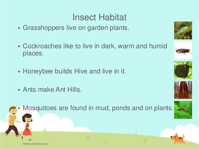 Environmental Science (EVS): Insects (Class II)