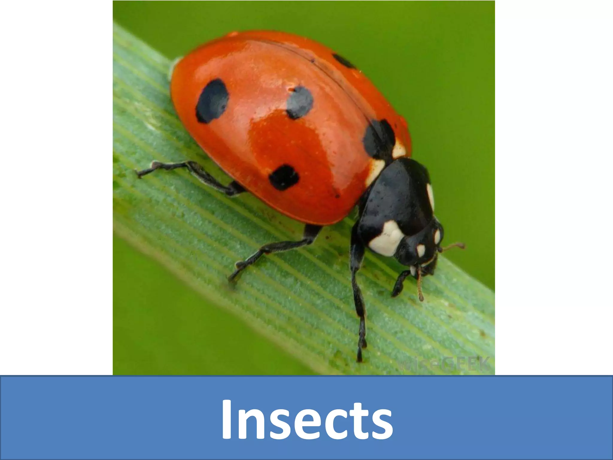 Insects | PPTX