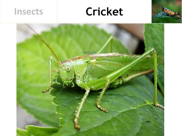 Insects | PPTX