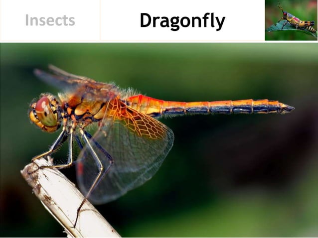 Insects | PPTX