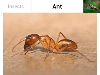 Insects | PPTX