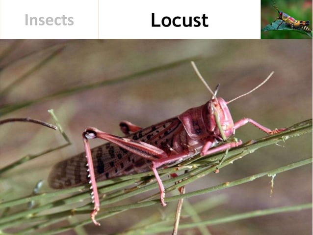 Insects | PPTX