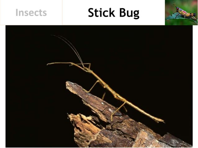 Insects | PPTX