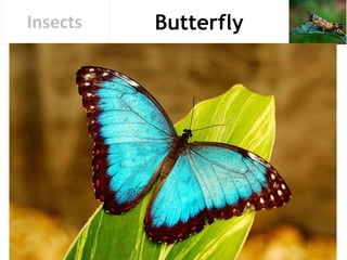 Insects | PPT