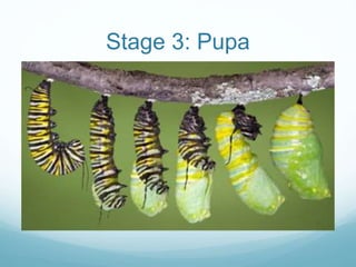 Insects | PPTX
