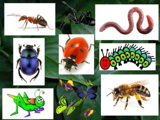 Insects | PPT