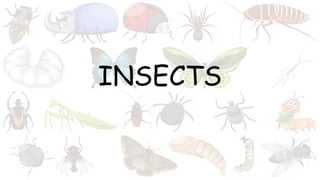 INSECTS PRIMARY SCHOOL SCIENCE POWERPOINT | PPTX
