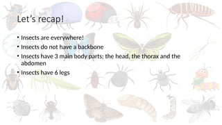 INSECTS PRIMARY SCHOOL SCIENCE POWERPOINT | PPTX