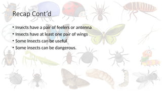 INSECTS PRIMARY SCHOOL SCIENCE POWERPOINT | PPTX