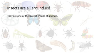INSECTS PRIMARY SCHOOL SCIENCE POWERPOINT | PPTX