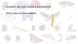 INSECTS PRIMARY SCHOOL SCIENCE POWERPOINT | PPTX