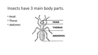 INSECTS PRIMARY SCHOOL SCIENCE POWERPOINT | PPTX