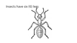 INSECTS PRIMARY SCHOOL SCIENCE POWERPOINT | PPTX