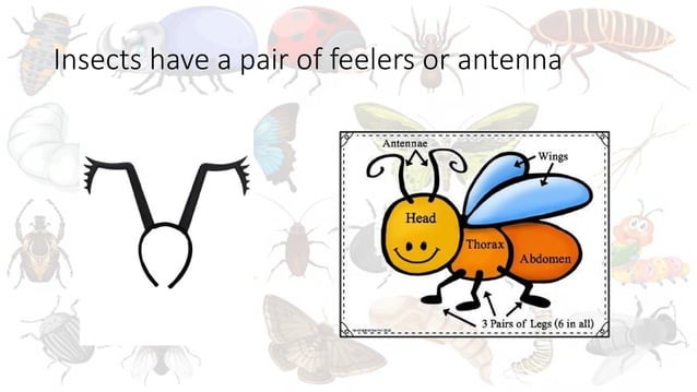 INSECTS PRIMARY SCHOOL SCIENCE POWERPOINT | PPTX