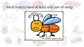 INSECTS PRIMARY SCHOOL SCIENCE POWERPOINT | PPTX