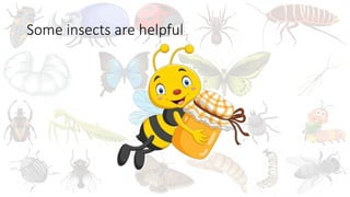 INSECTS PRIMARY SCHOOL SCIENCE POWERPOINT | PPTX
