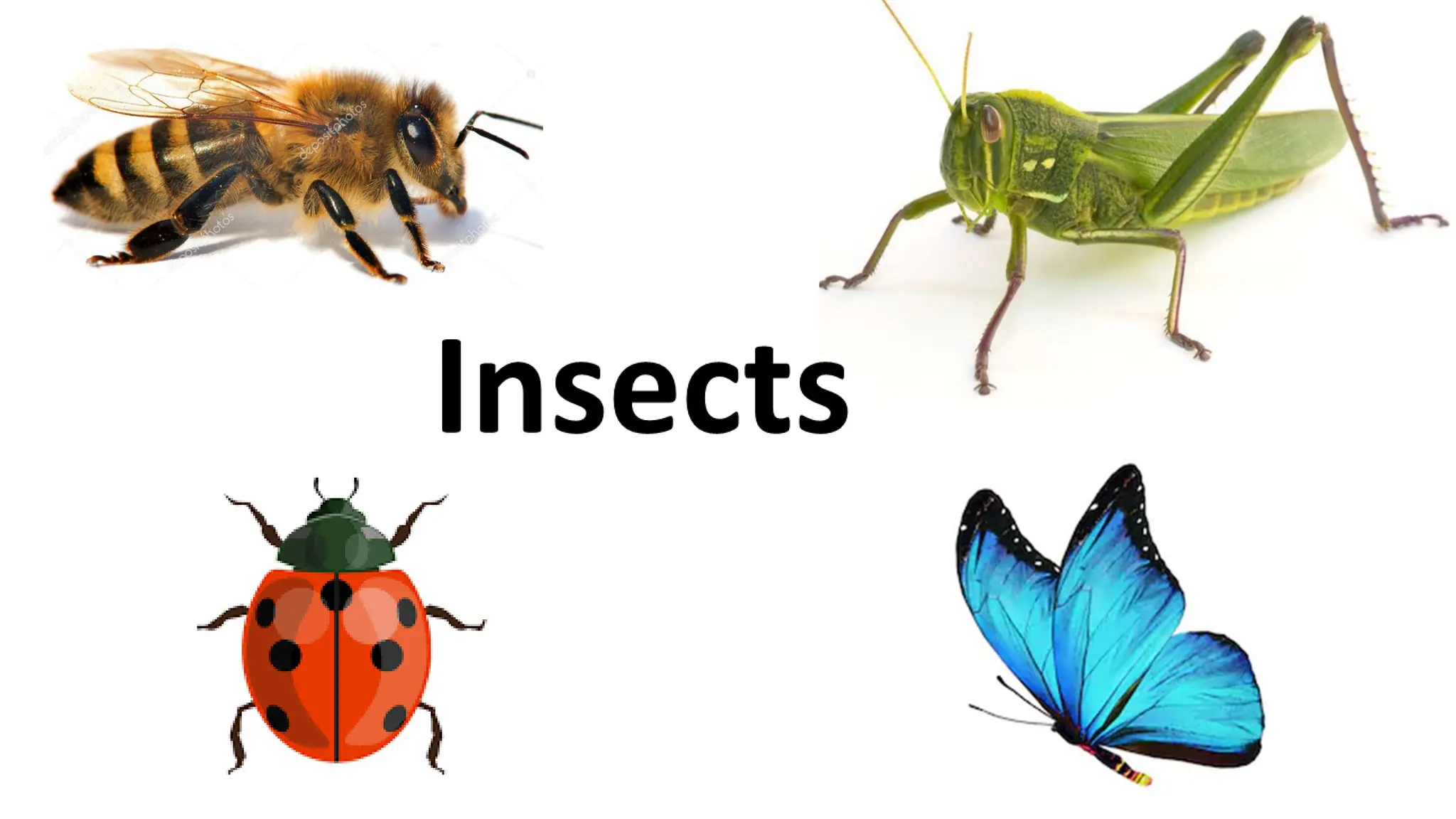Insects, bugs. Animal parts of body. Riddles. | PPTX