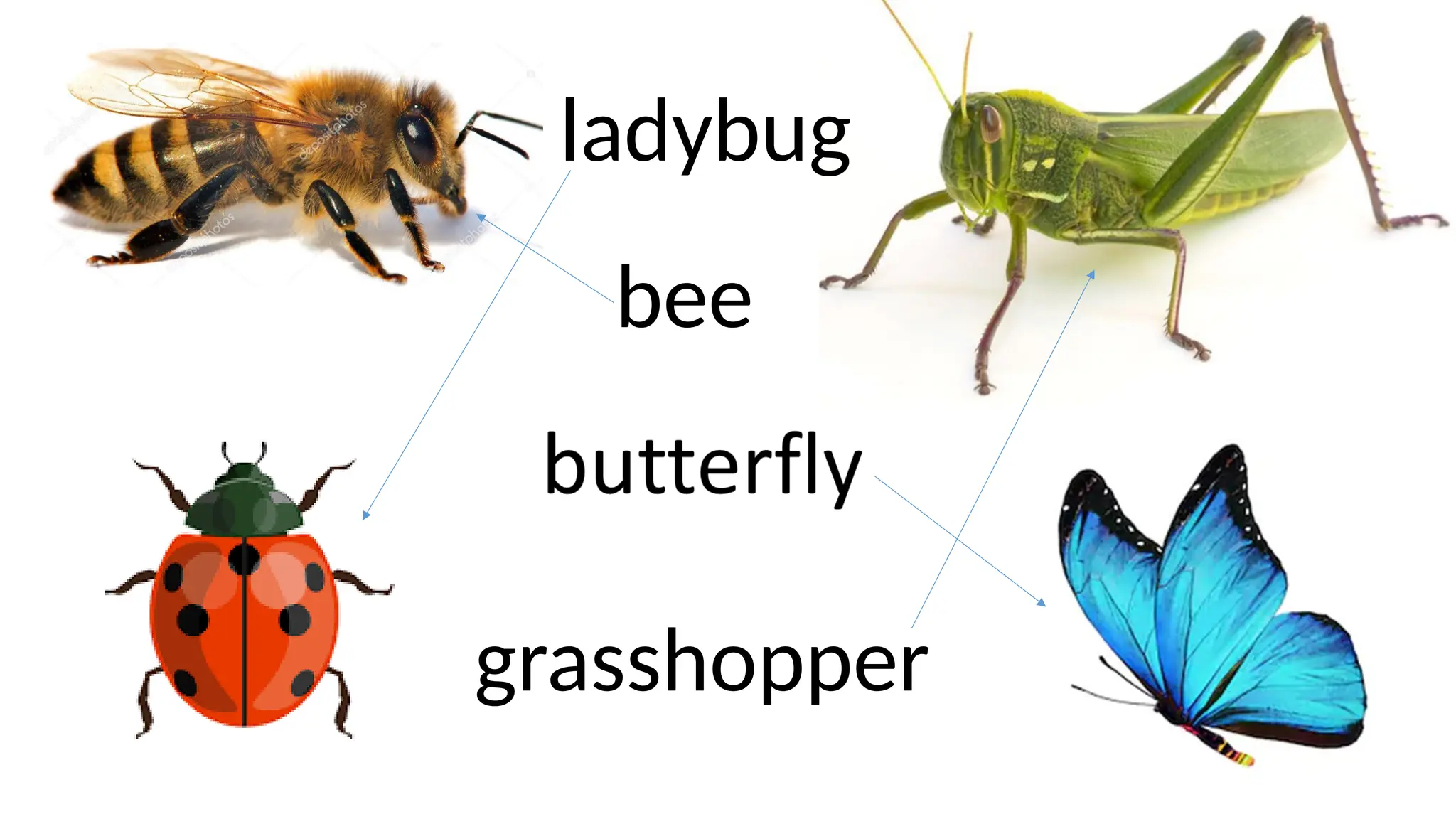 Insects, bugs. Animal parts of body. Riddles. | PPTX