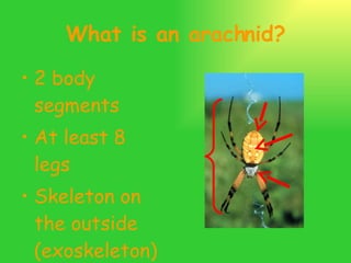 Insects And Arachnids | PPT