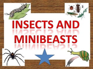Insects And Minibeasts | PPS