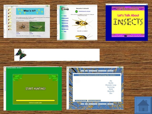 Insects And Minibeasts | PPS