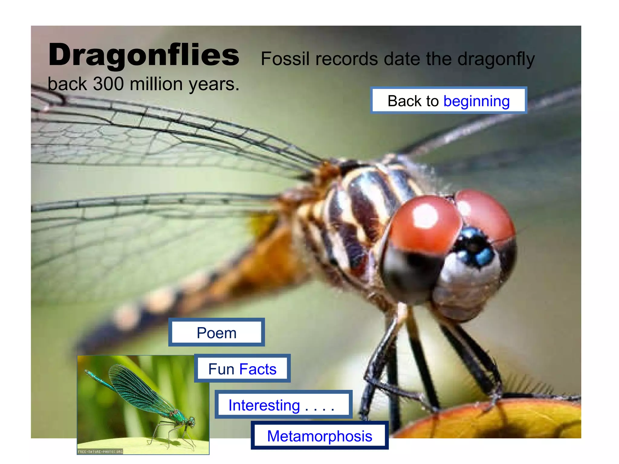 Insects technology class | PPT | Beekeeping | Hobbies & Interests