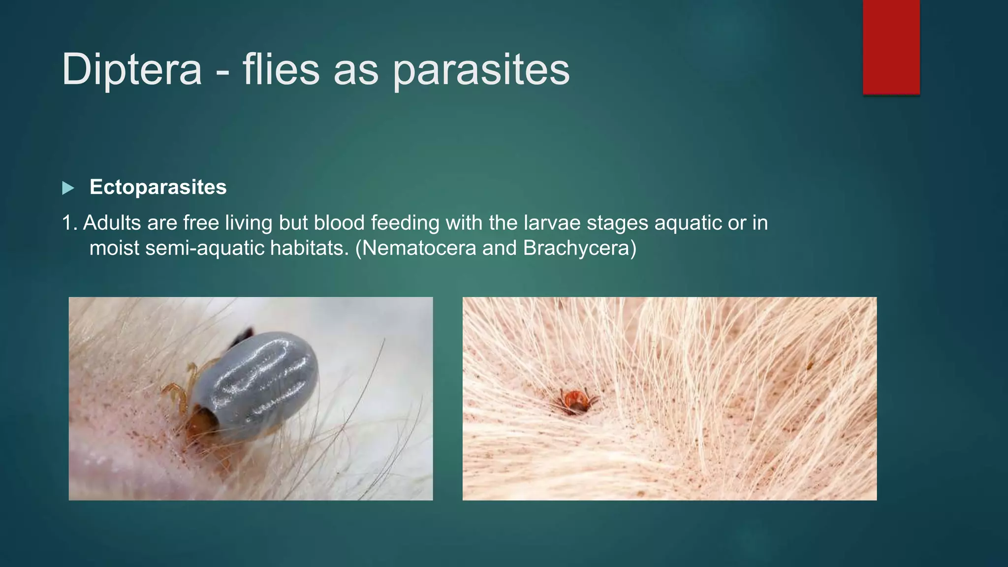Parasithic Arthropods: Insecta | PPT