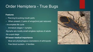 Parasithic Arthropods: Insecta | PPT