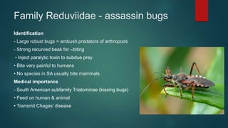 Parasithic Arthropods: Insecta | PPT