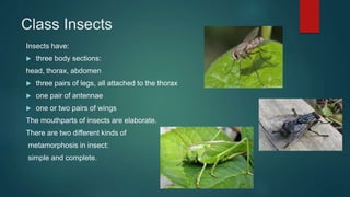 Parasithic Arthropods: Insecta | PPT