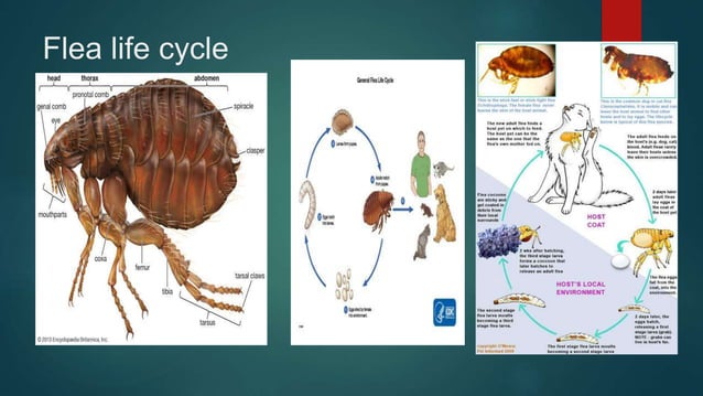 Parasithic Arthropods: Insecta | PPT