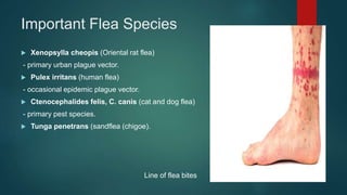 Parasithic Arthropods: Insecta | PPTX