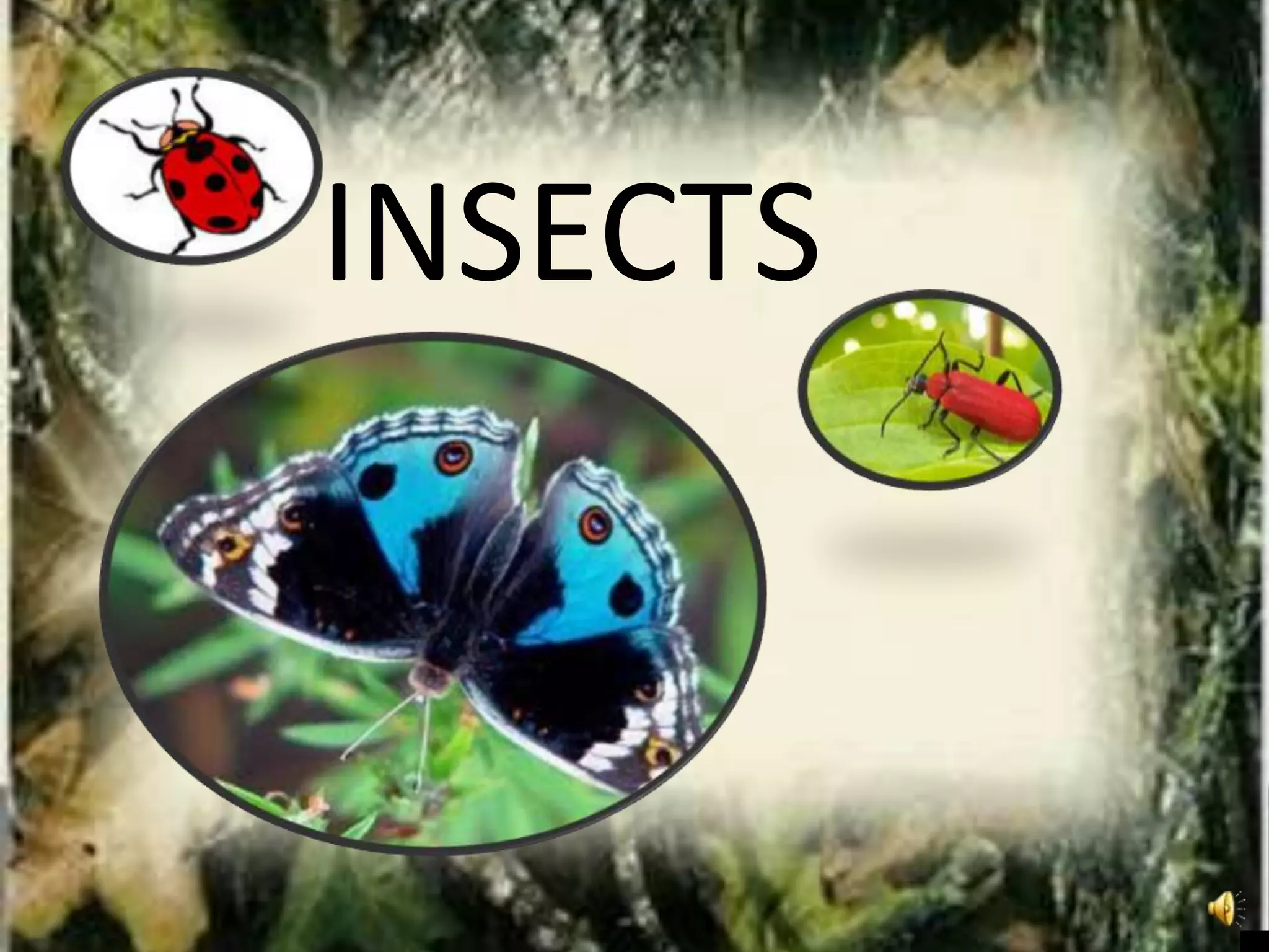 Insects - An Introduction for First Grade | PPTX