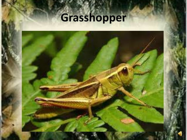 Insects - An Introduction for First Grade | PPTX