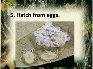 Insects - An Introduction for First Grade | PPTX