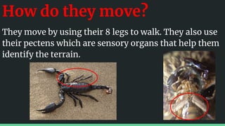 Insects and arachnids | PPT