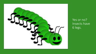 Insects | PPTX