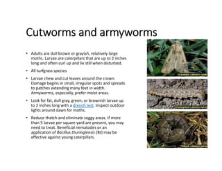 Turfgrass Insects and Diseases | PDF