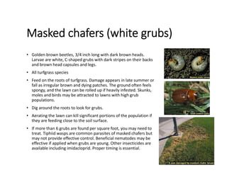Turfgrass Insects and Diseases | PDF