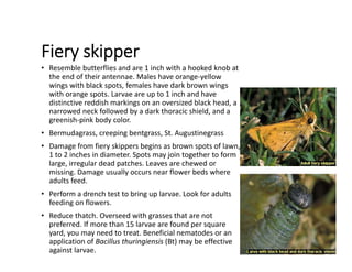 Turfgrass Insects and Diseases | PDF