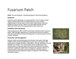 Turfgrass Insects and Diseases | PDF
